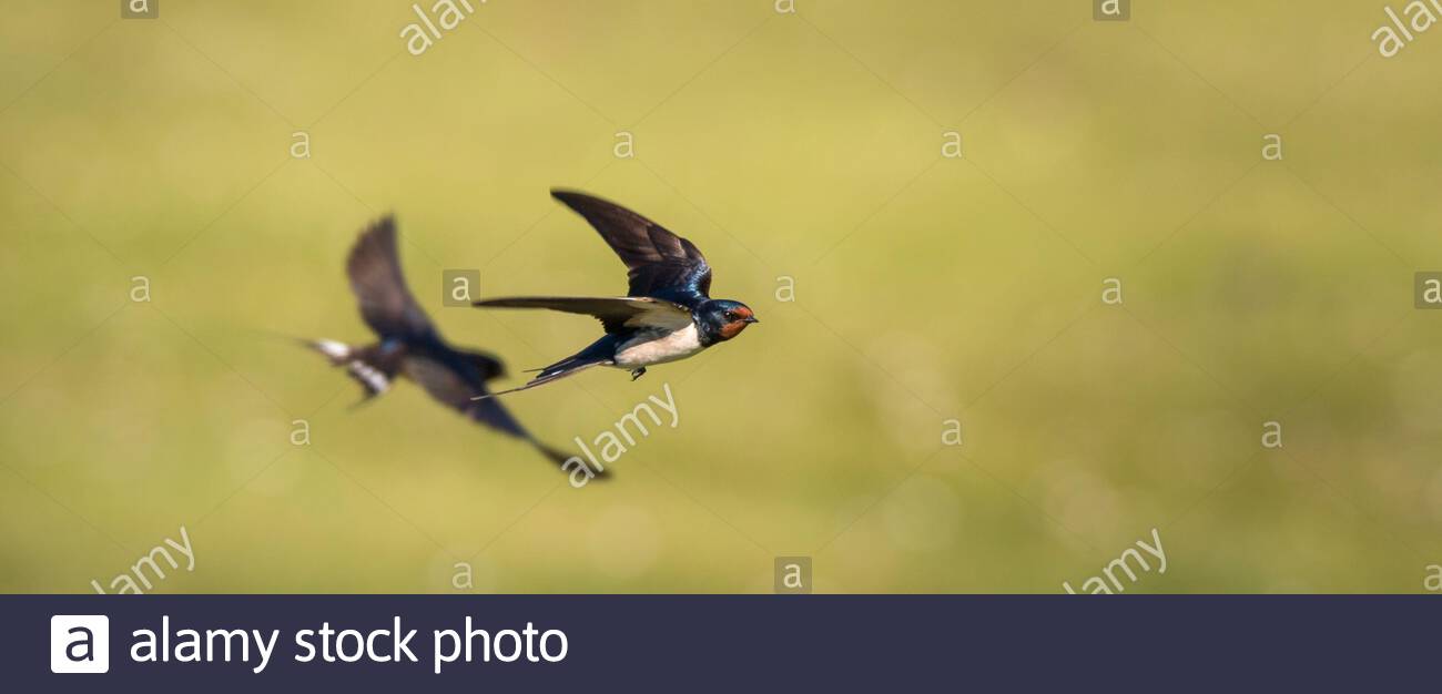 Swallows In Flight High Resolution Stock Photography and Images - Alamy