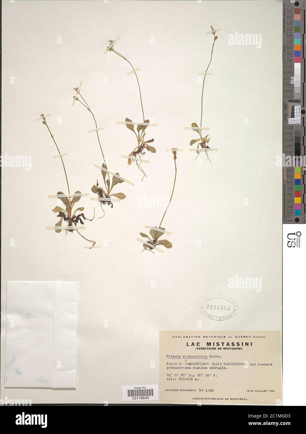 Primula mistassinica Primula mistassinica Stock Photo - Alamy