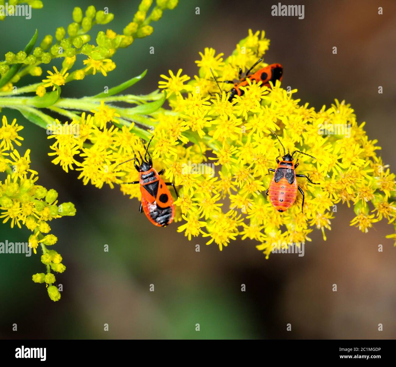 this is a bug on a plant Stock Photo - Alamy