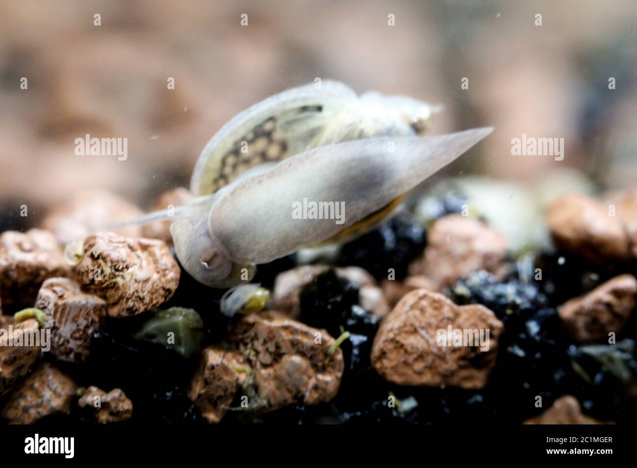this is a bubble snail Stock Photo - Alamy