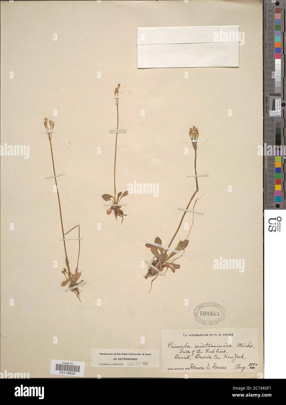 Primula mistassinica Primula mistassinica Stock Photo - Alamy