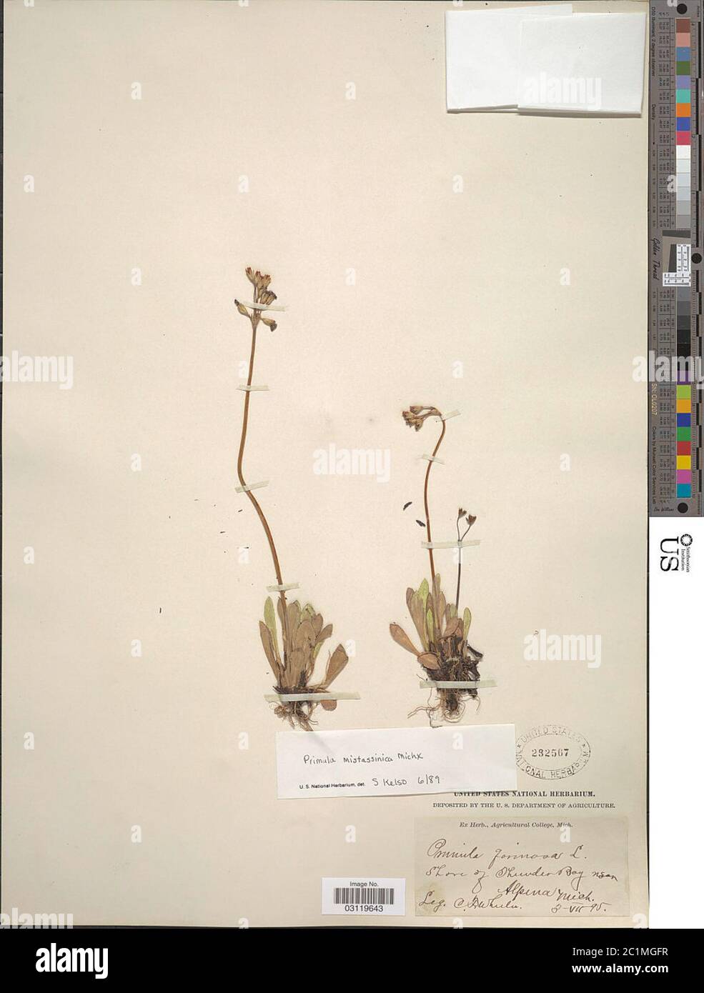 Primula mistassinica Primula mistassinica Stock Photo - Alamy