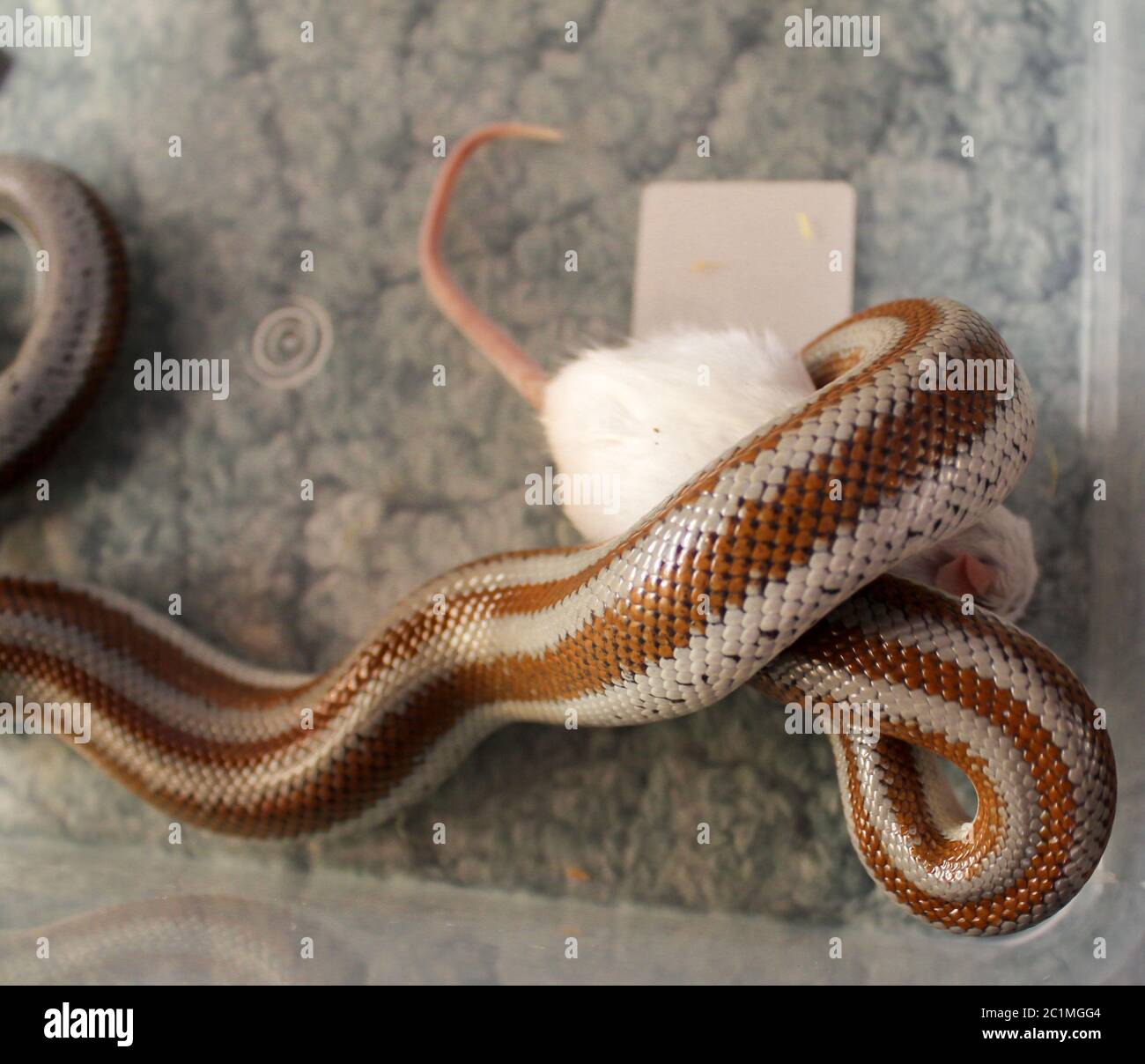 Snake eats mouse, Portrait of a snake, Viper Stock Photo - Alamy