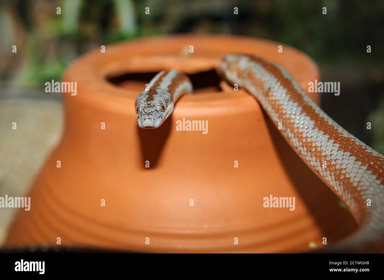 Snake eats mouse, Portrait of a snake, Viper Stock Photo - Alamy