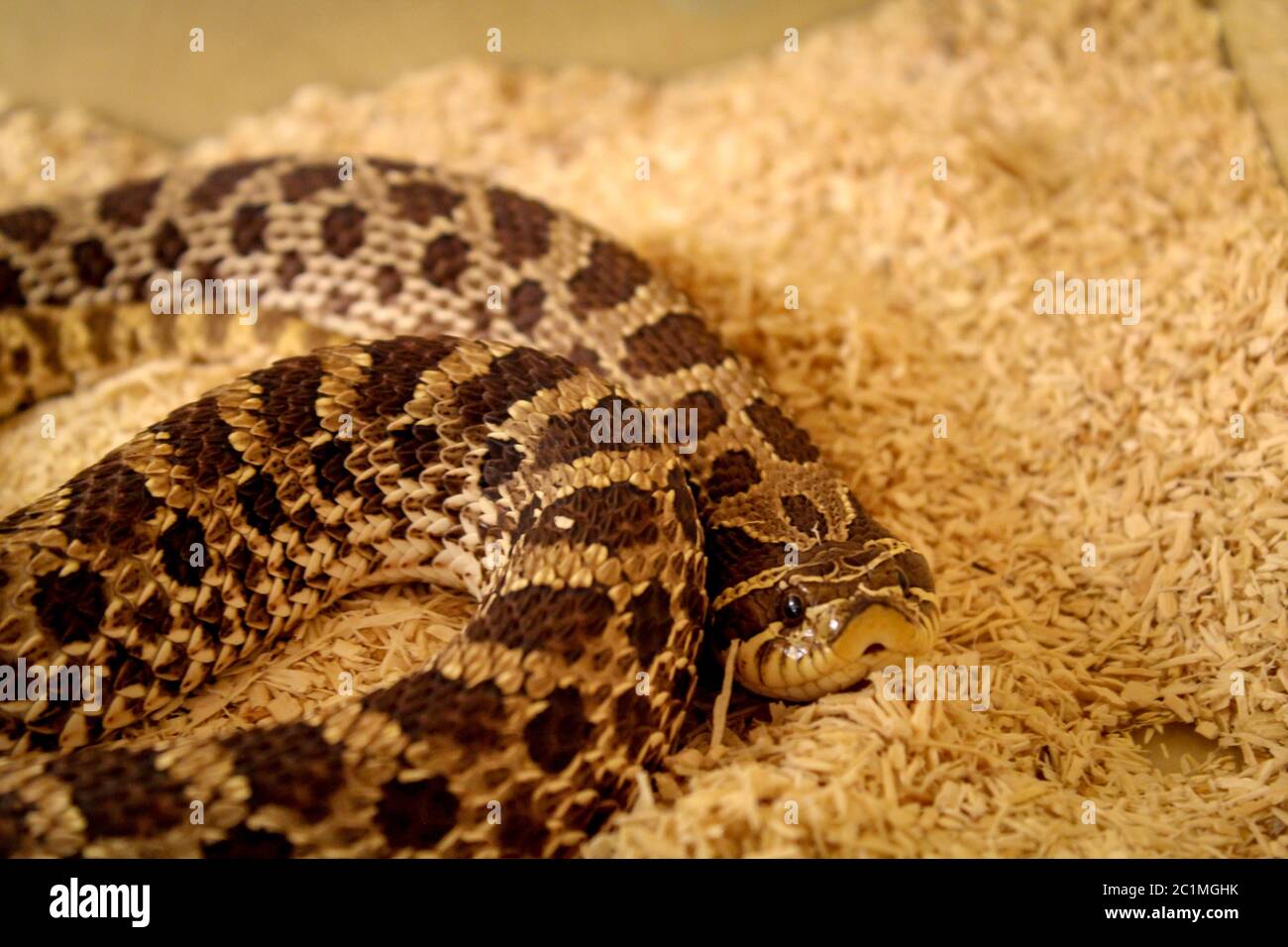 Summer snake hi-res stock photography and images - Alamy