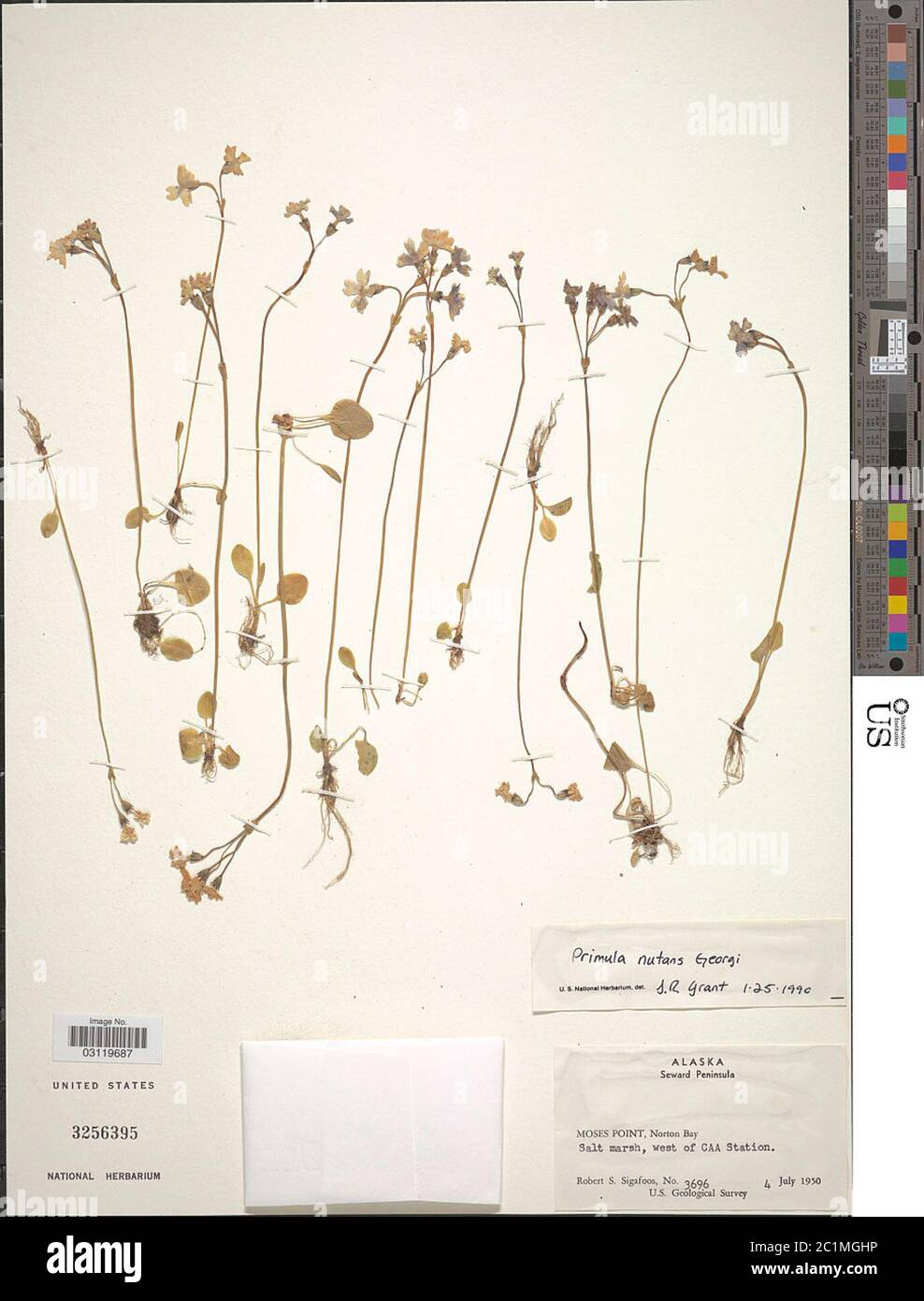 Primula nutans Georgi Primula nutans Georgi Stock Photo - Alamy