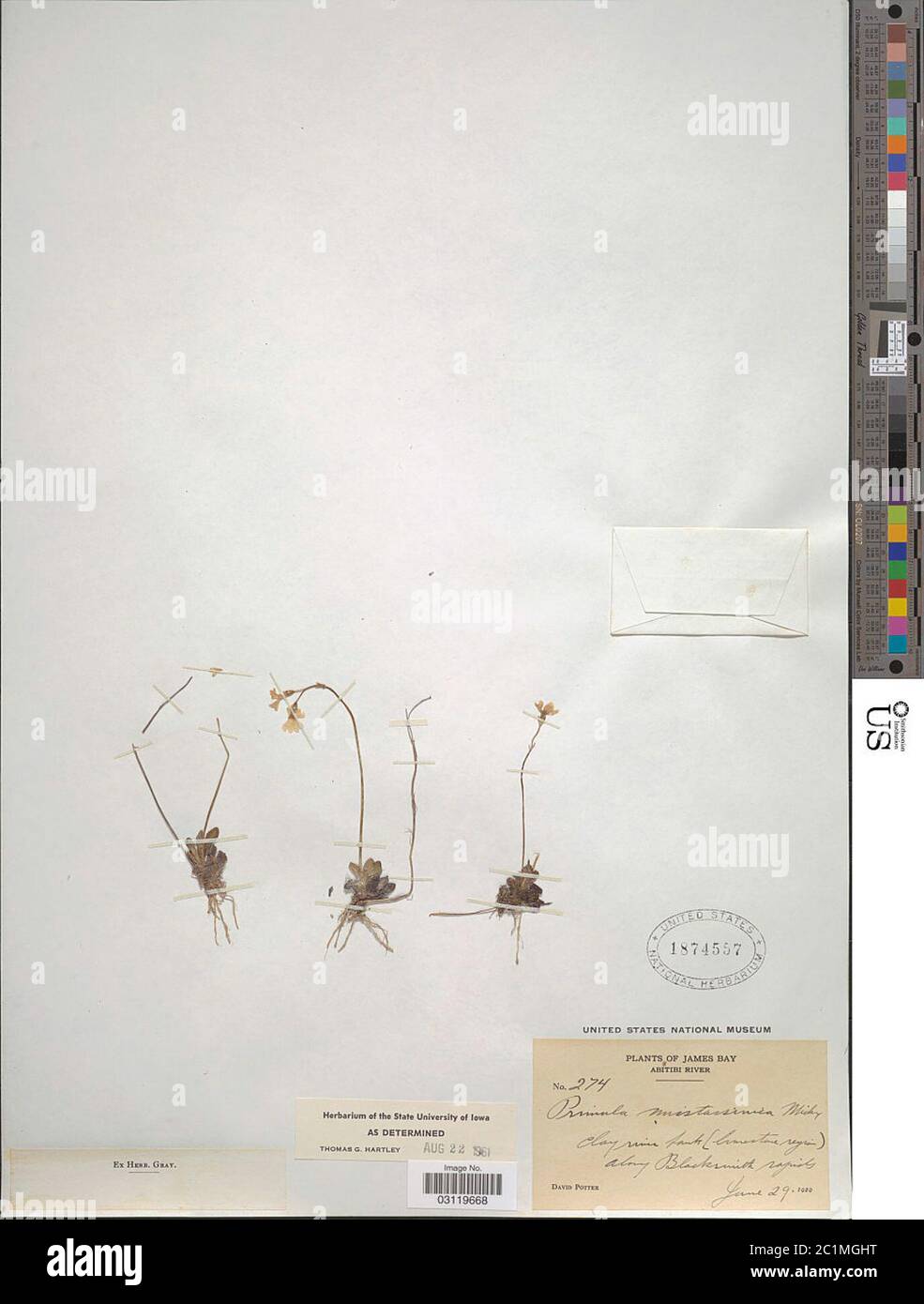 Primula mistassinica Primula mistassinica Stock Photo - Alamy