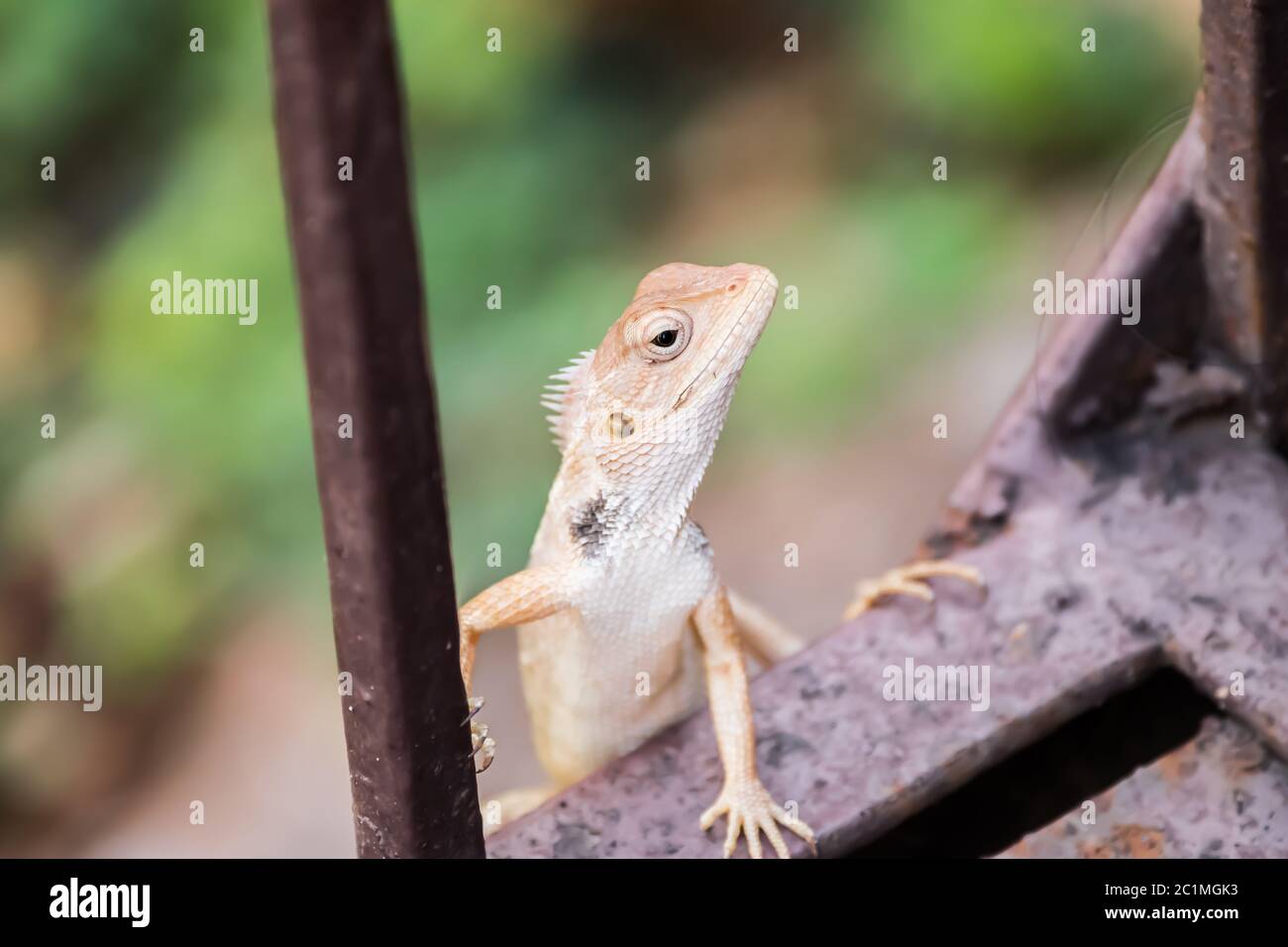 Oriental Garden Lizard (Calotes versicolor) climbing up a metal railing ...