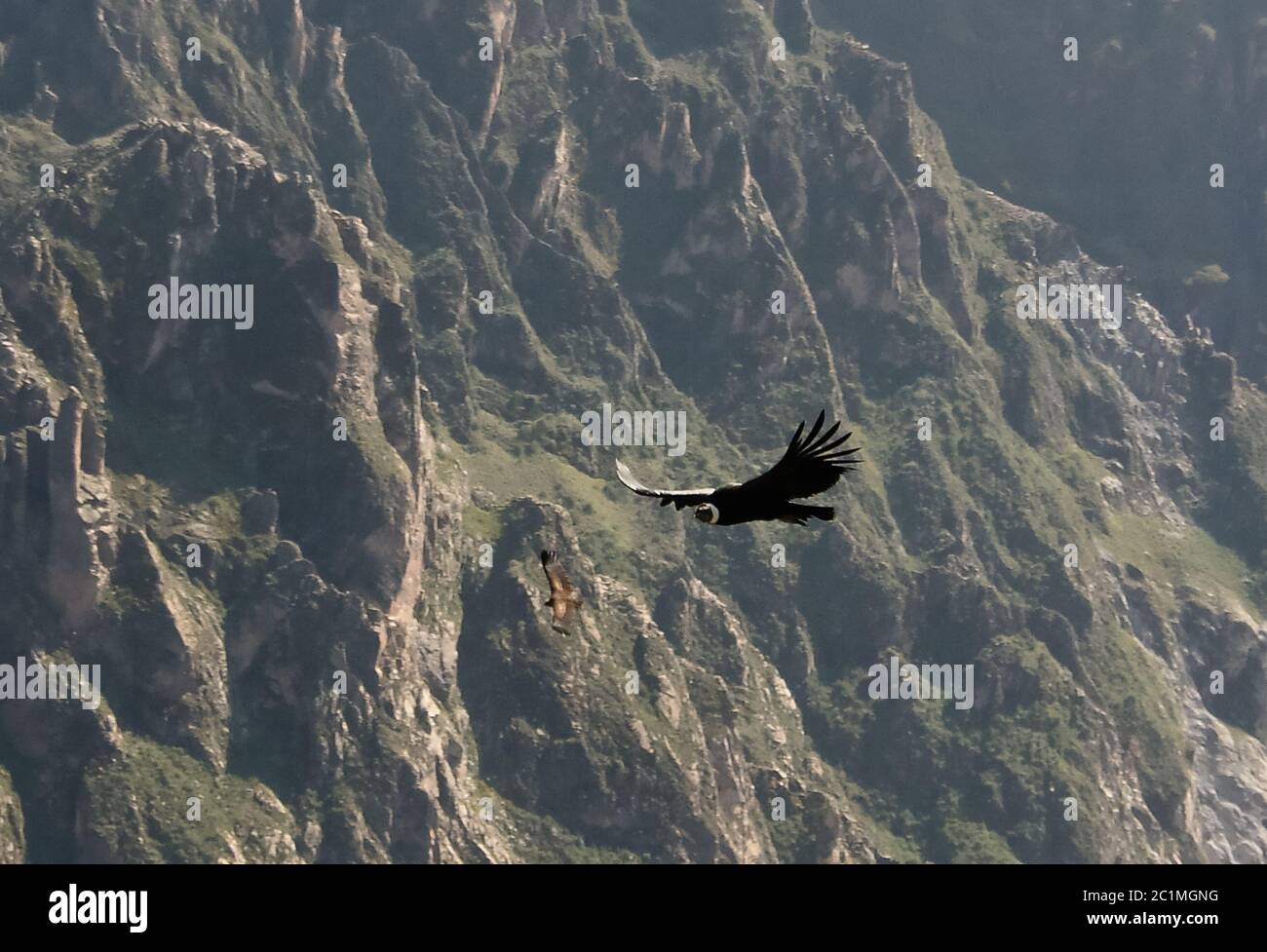 Condors above the Colca canyon at Condor Cross or Cruz Del Condor ...