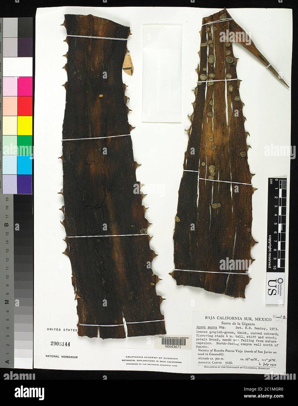 Agave aurea Agave aurea Stock Photo - Alamy