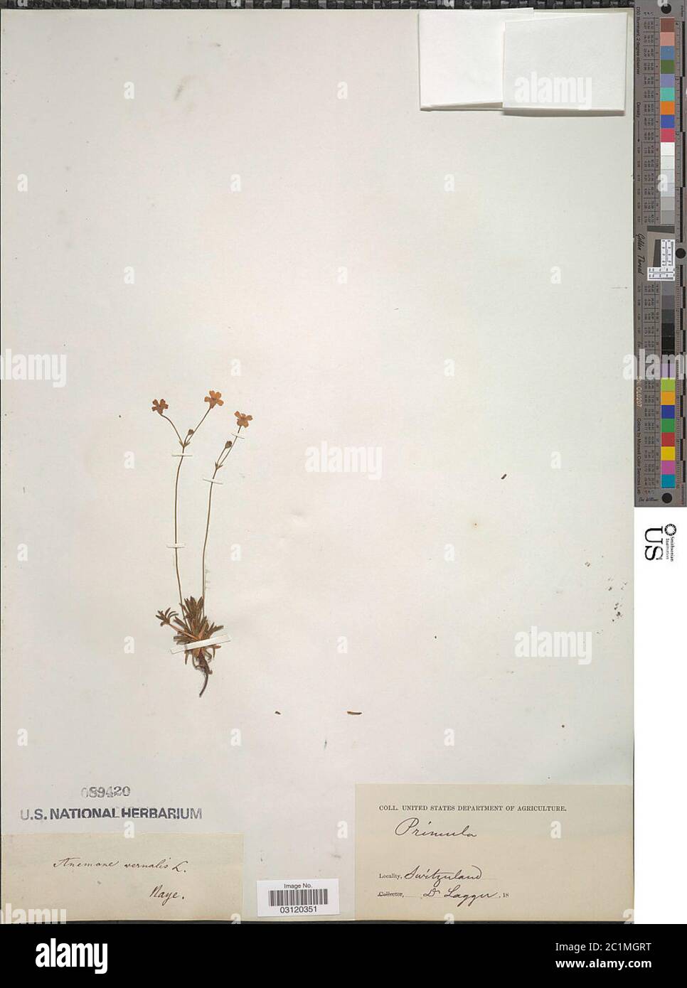 Primula vernalis Salisb Primula vernalis Salisb Stock Photo - Alamy