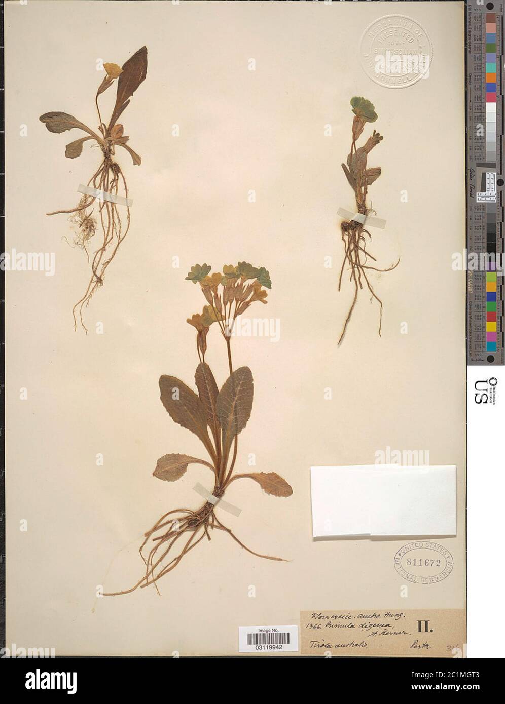 Digenea hi-res stock photography and images - Alamy