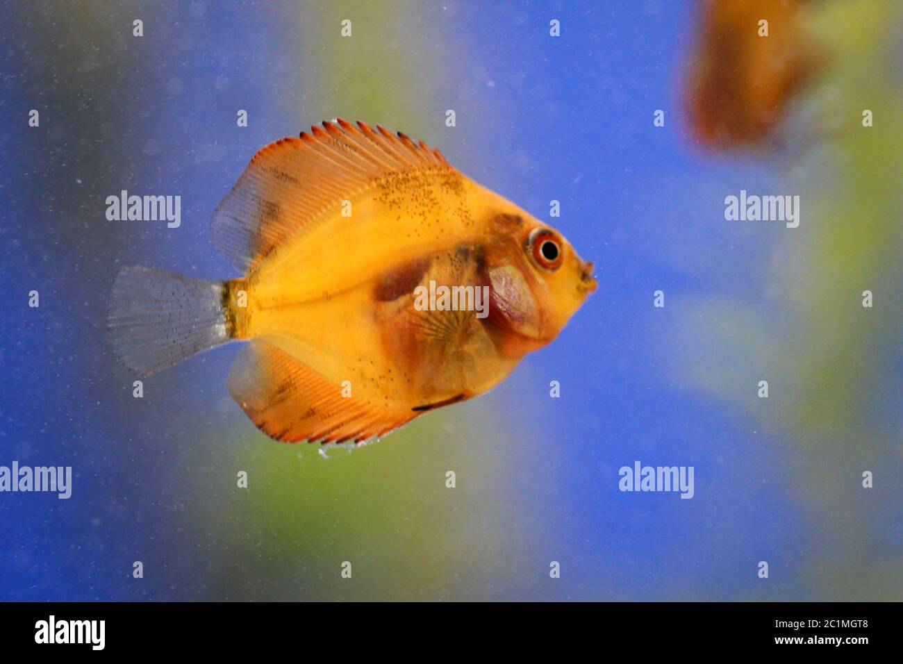 Discus Fish Babies