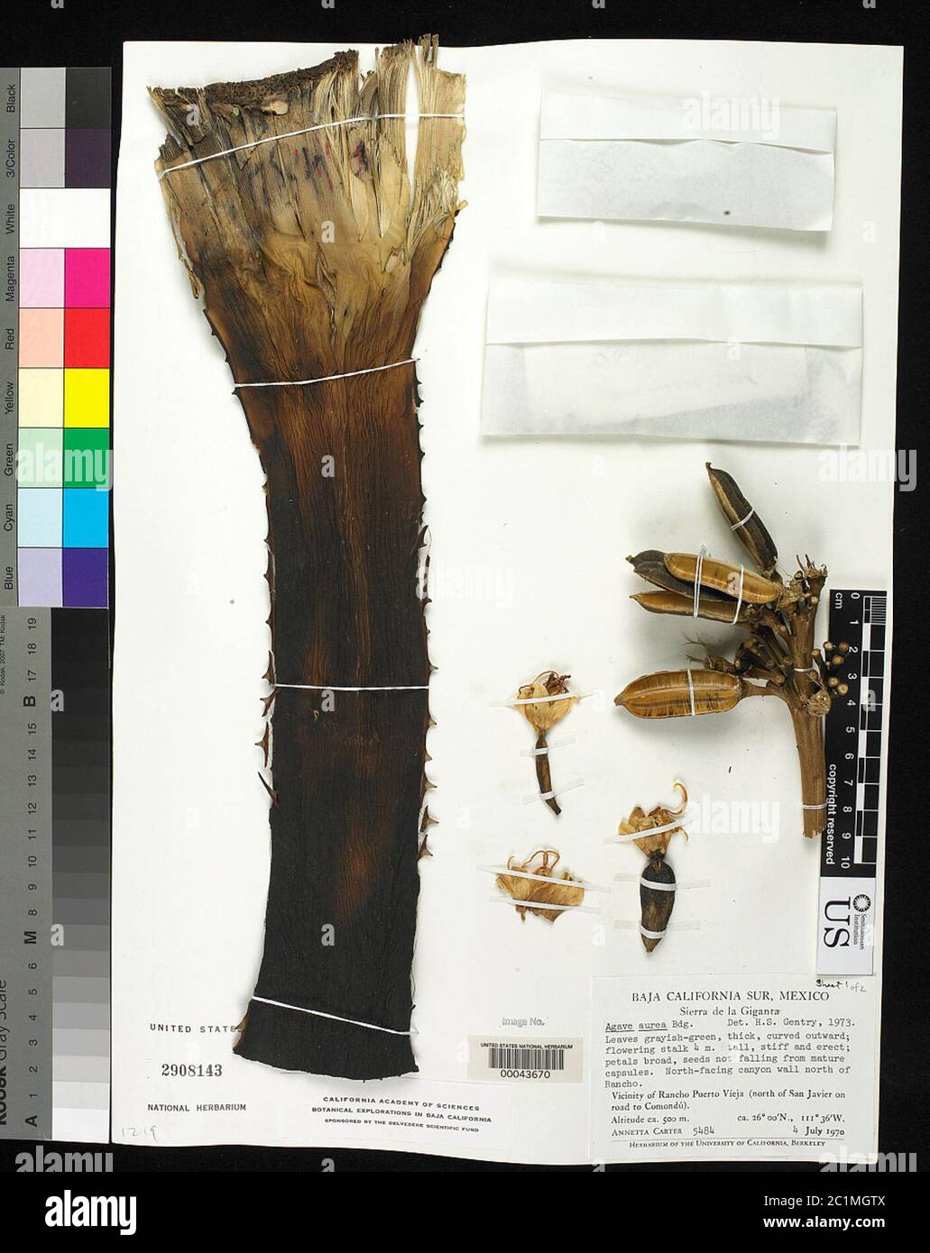 Agave aurea Agave aurea Stock Photo - Alamy