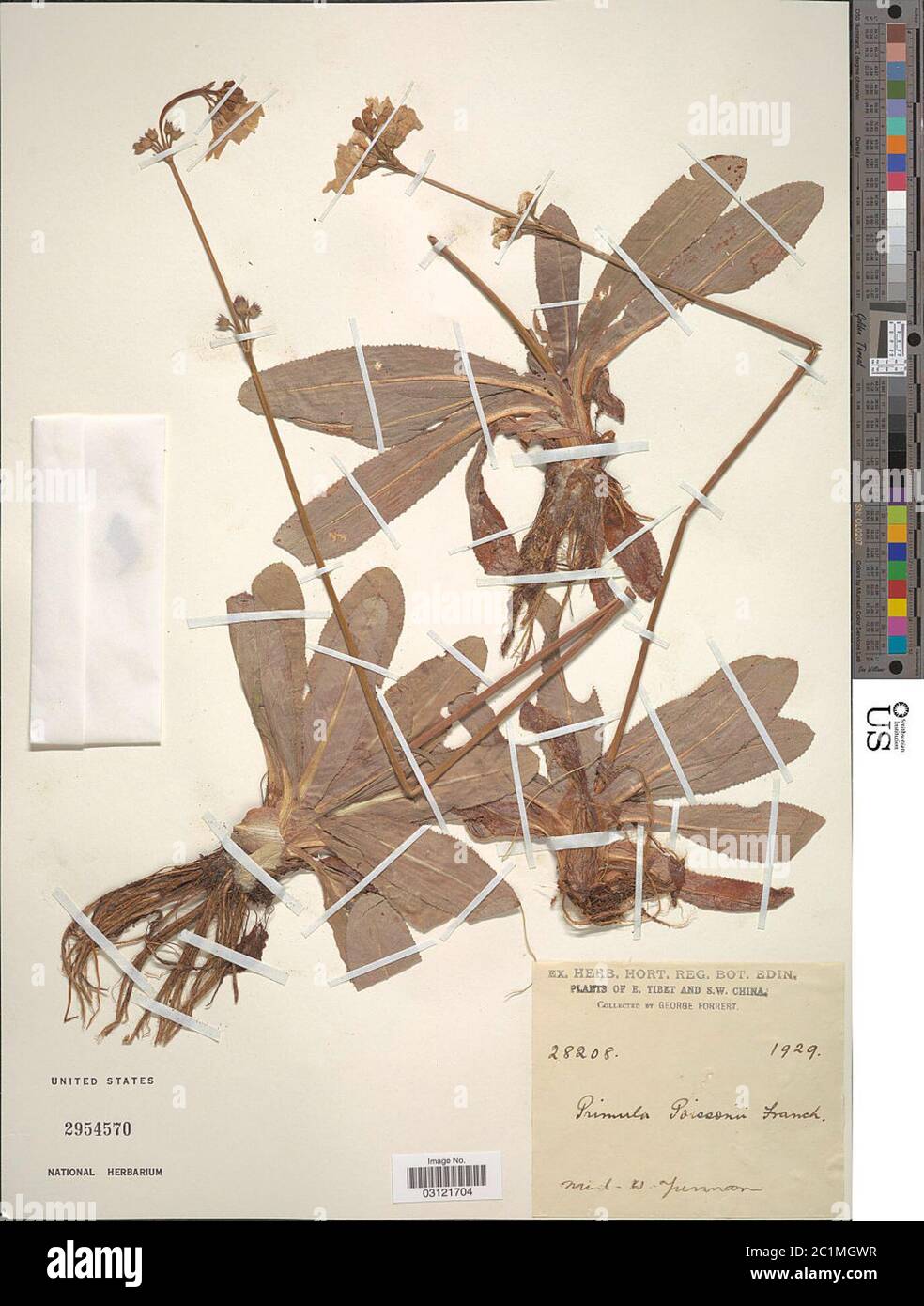 Primula poissonii Primula poissonii Stock Photo - Alamy