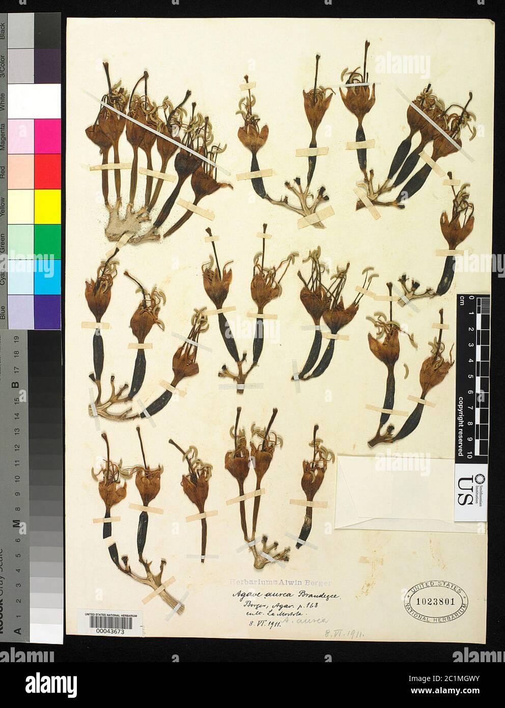 Agave aurea Agave aurea Stock Photo - Alamy