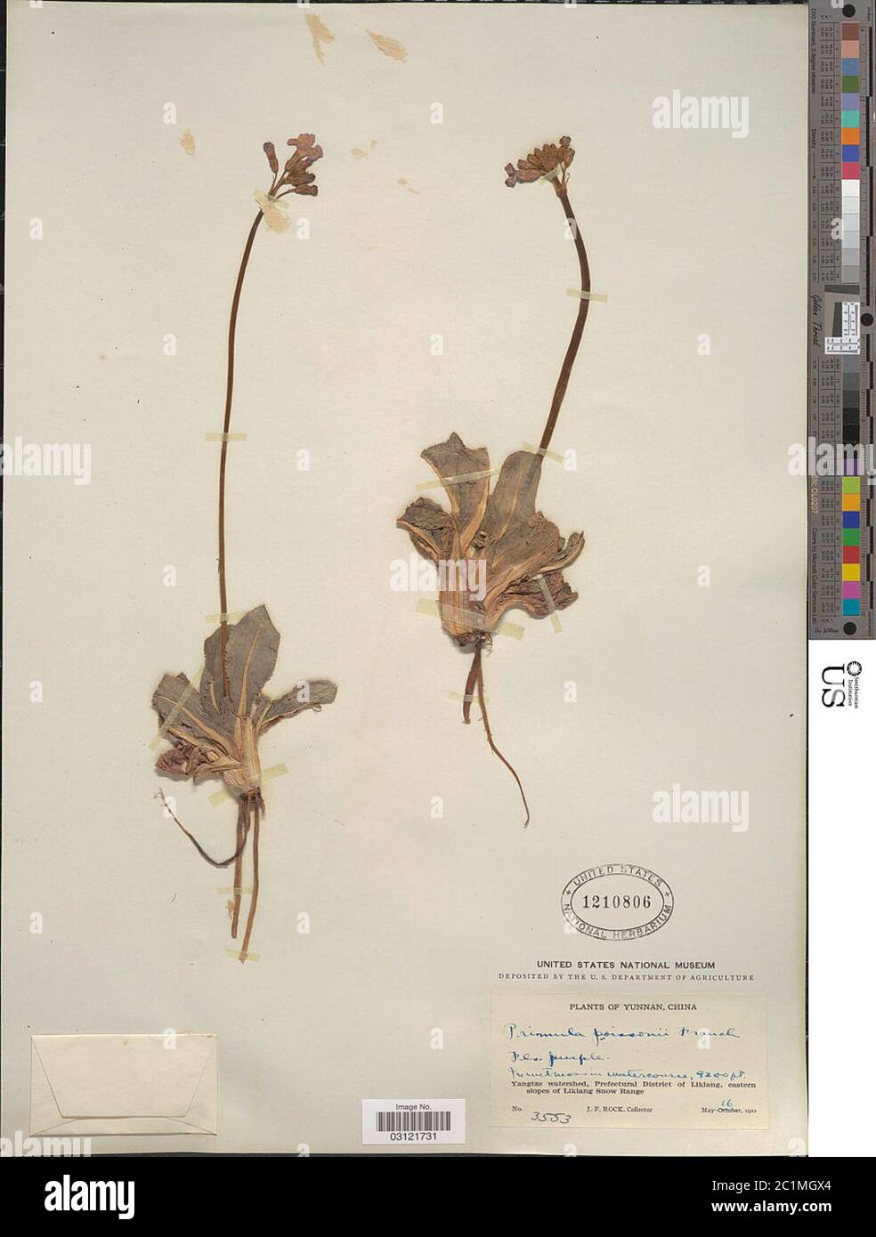 Primula poissonii Primula poissonii Stock Photo - Alamy