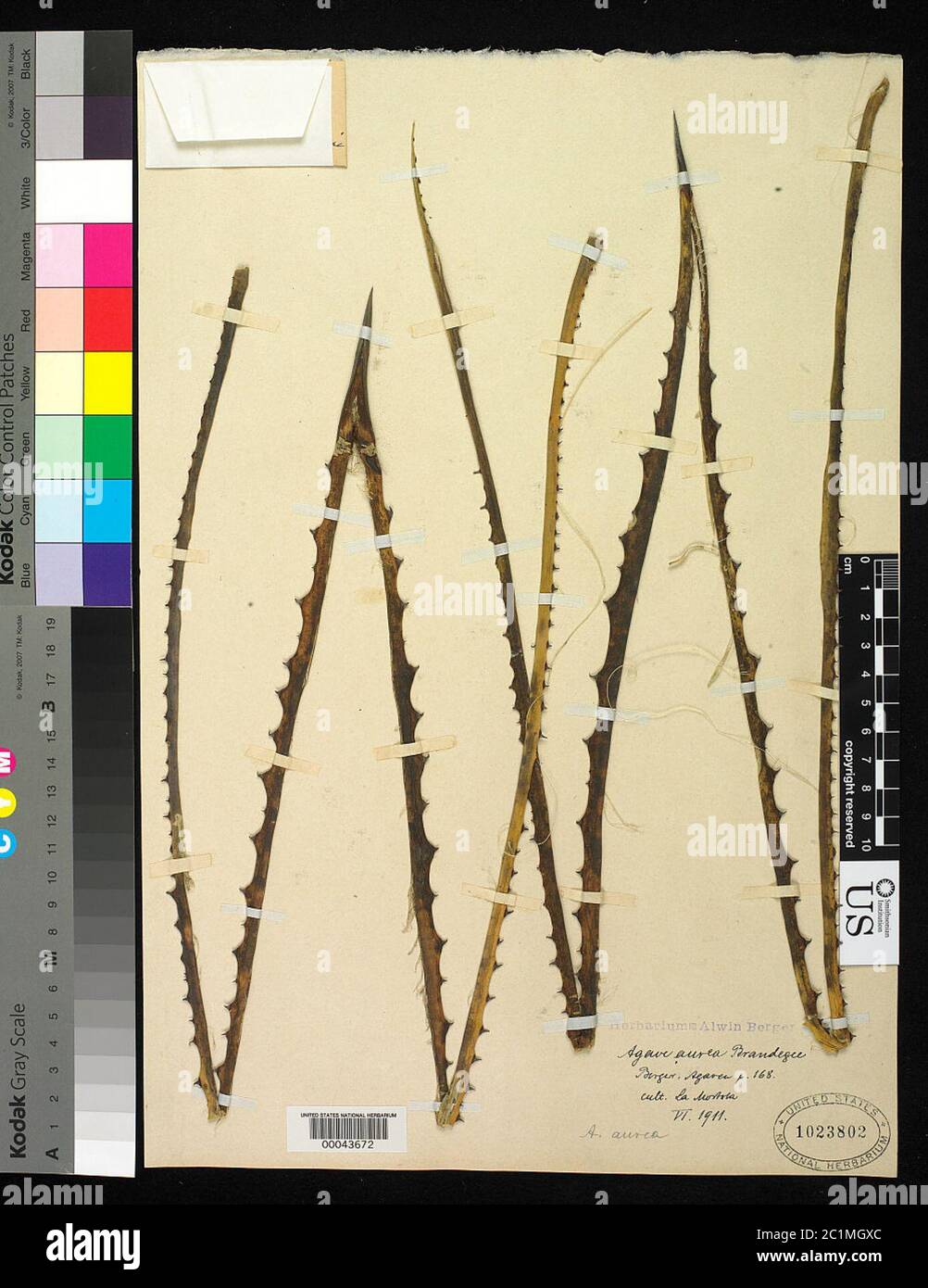 Agave aurea hi-res stock photography and images - Alamy