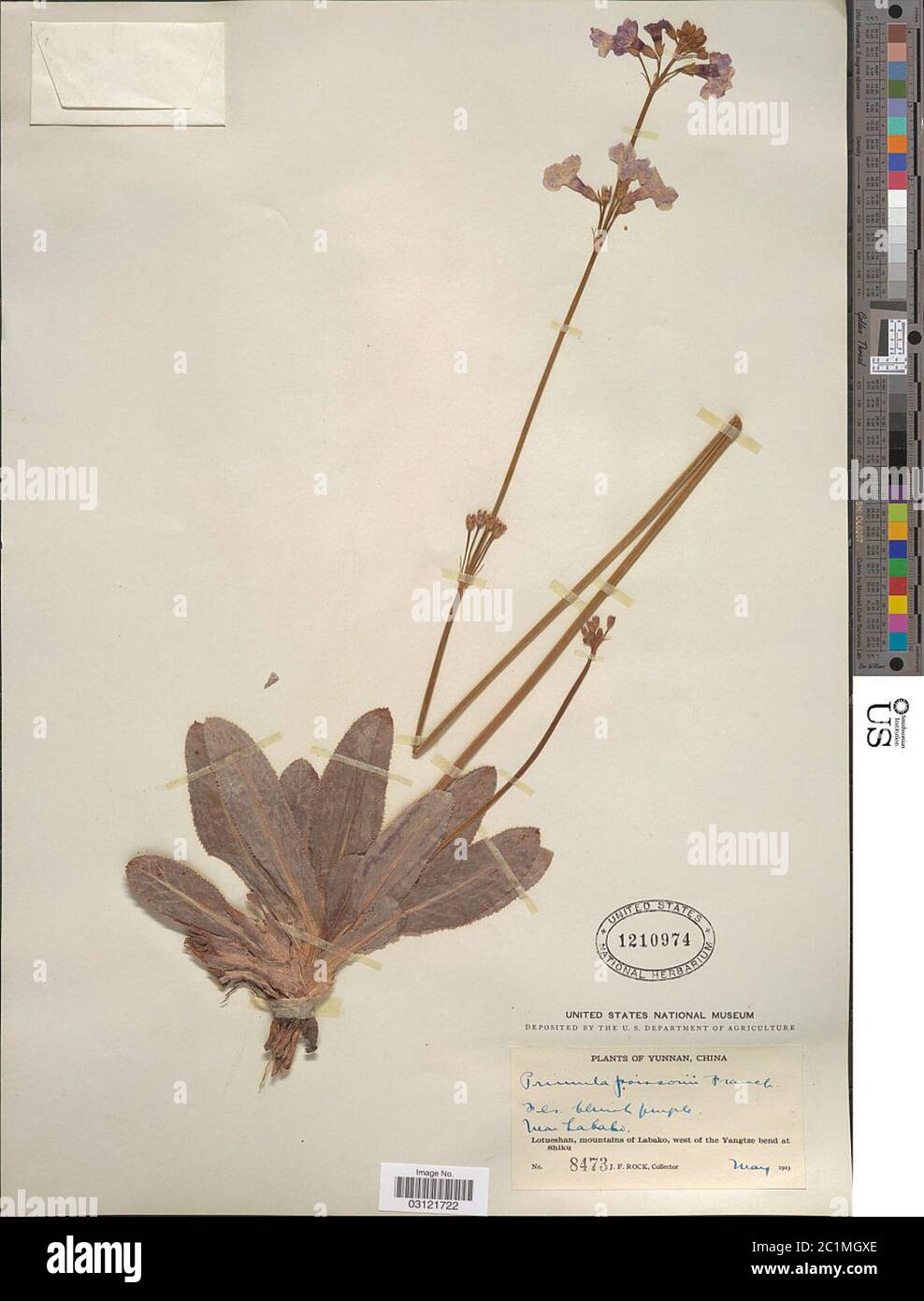 Poissonii hi-res stock photography and images - Alamy