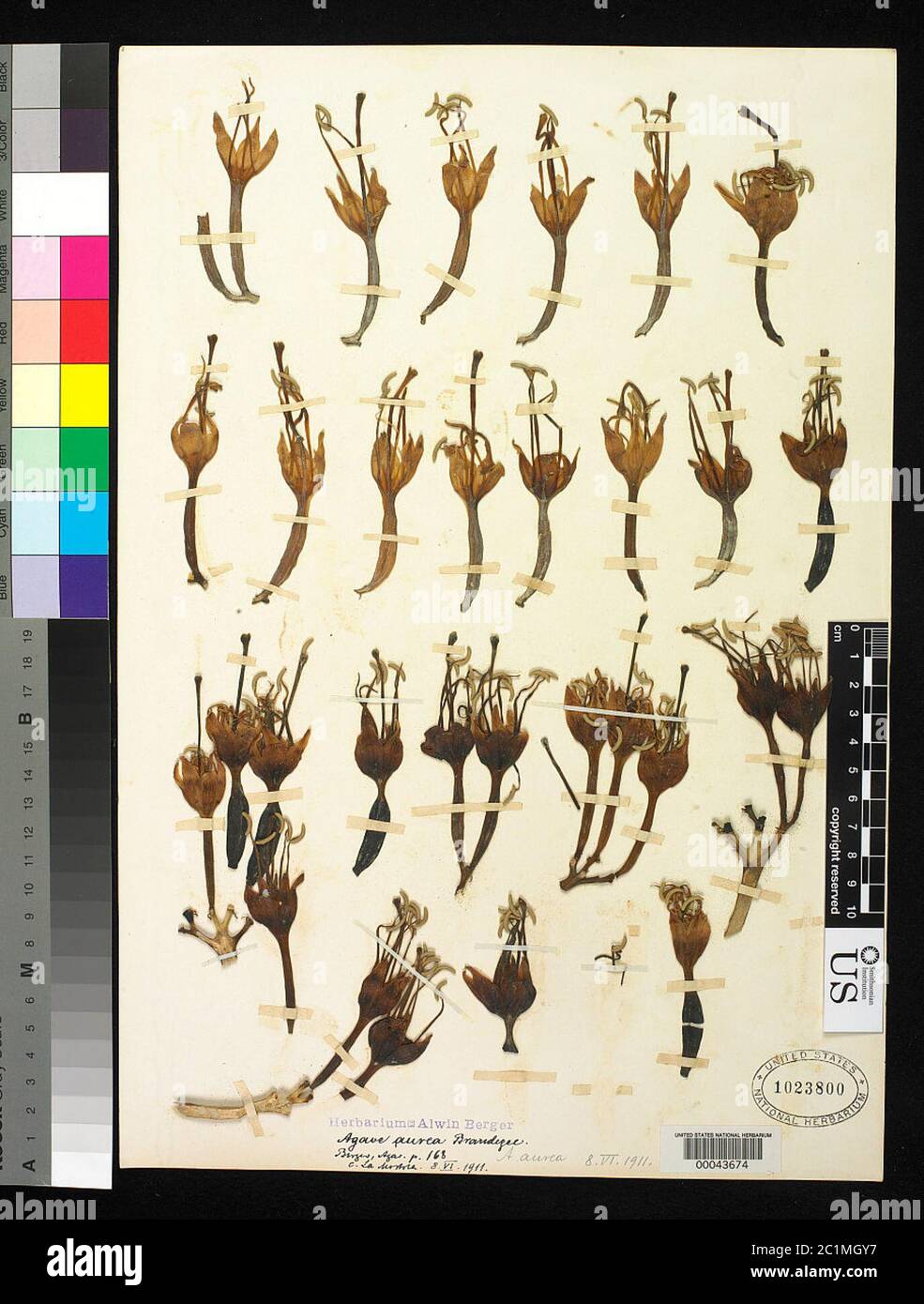 Agave aurea Agave aurea Stock Photo - Alamy