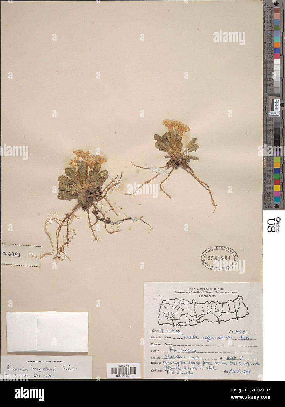 Primula irregularis Craib Primula irregularis Craib Stock Photo - Alamy