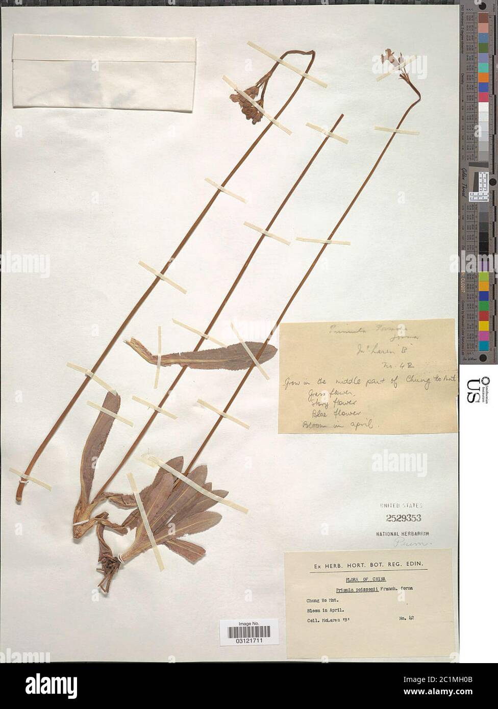 Poissonii hi-res stock photography and images - Alamy