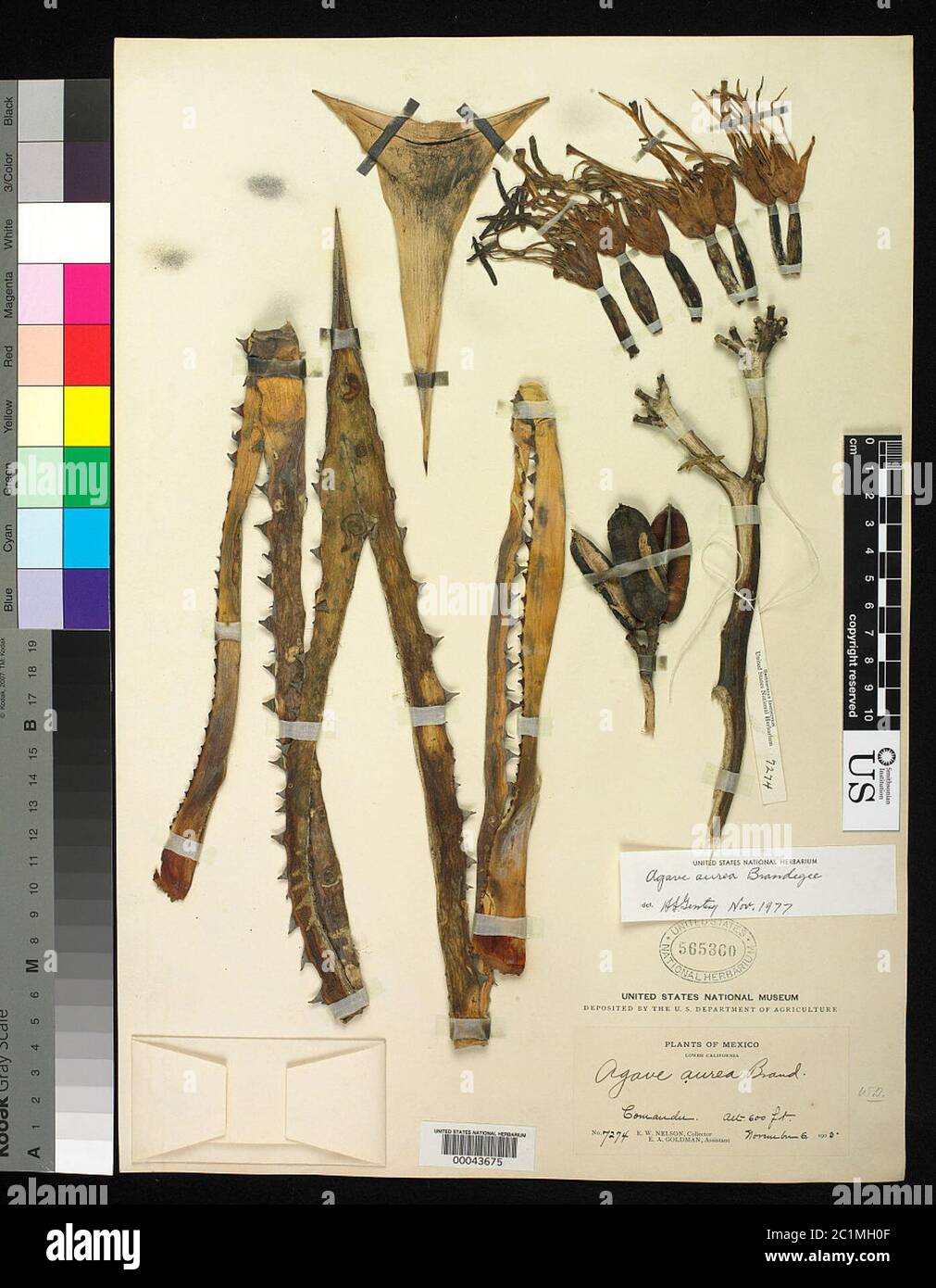 Agave aurea Agave aurea Stock Photo - Alamy