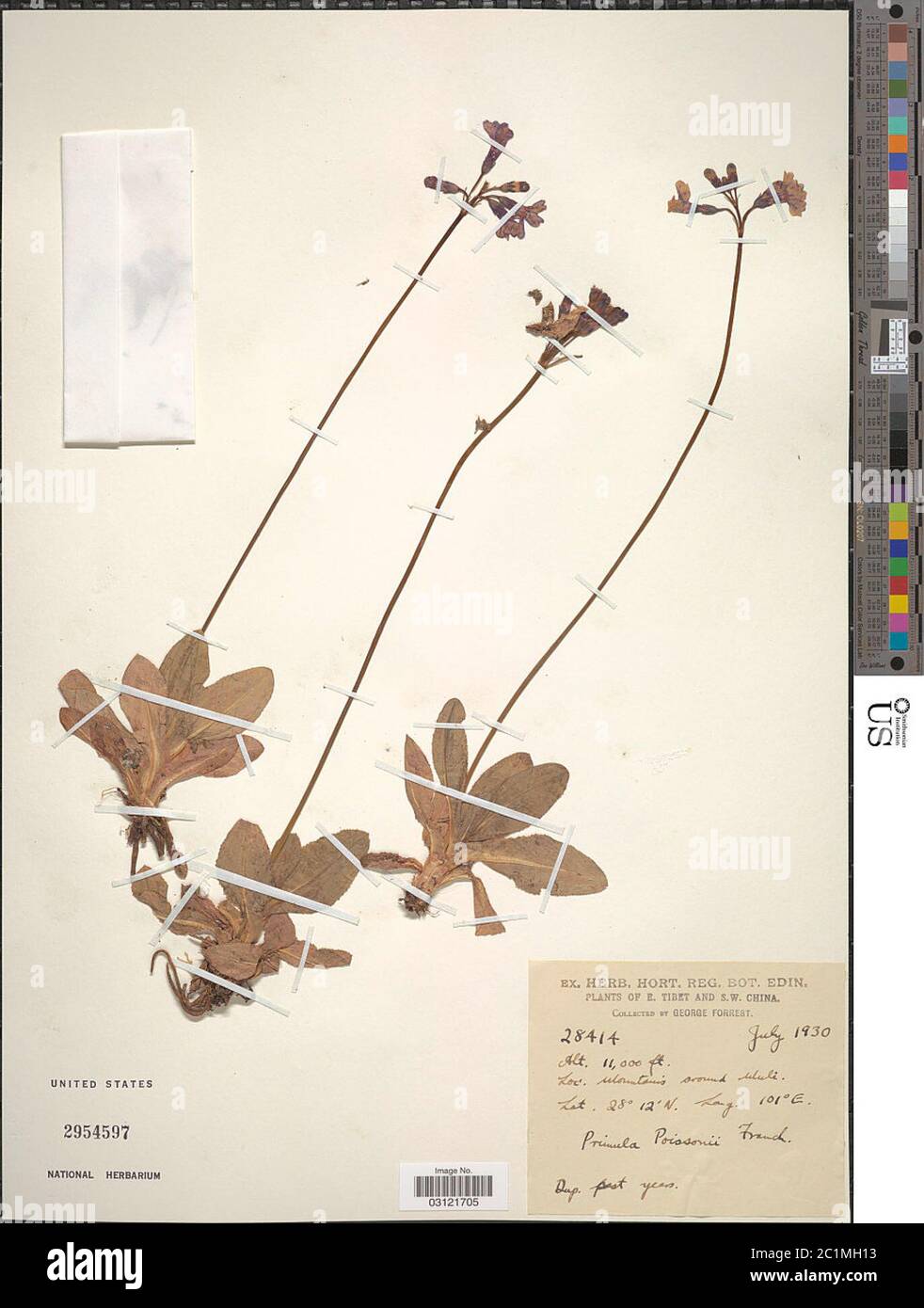 Primula poissonii Primula poissonii Stock Photo - Alamy