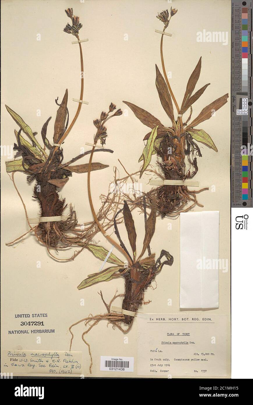 Primula macrophylla D Don Primula macrophylla D Don Stock Photo - Alamy