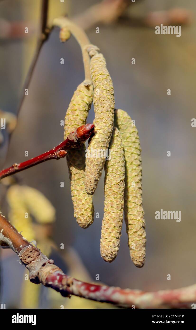 Sausage tree branches hi-res stock photography and images - Alamy