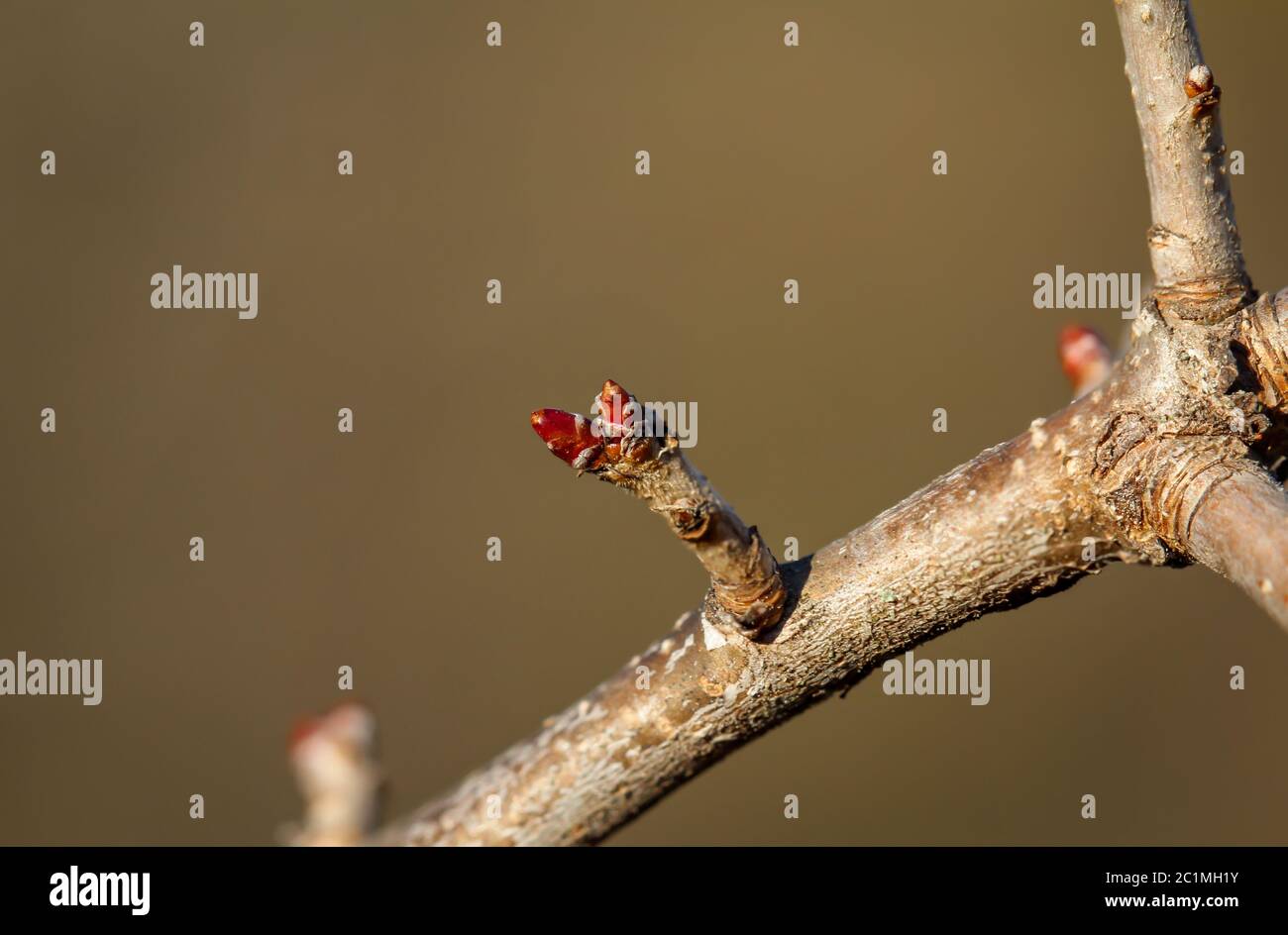 Sausage tree branches hi-res stock photography and images - Alamy