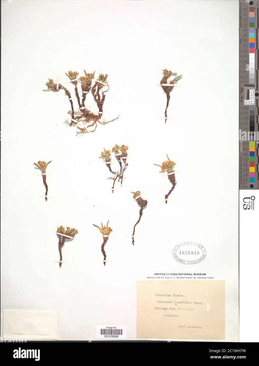 Androsace longifolia Turcz Androsace longifolia Turcz Stock Photo - Alamy