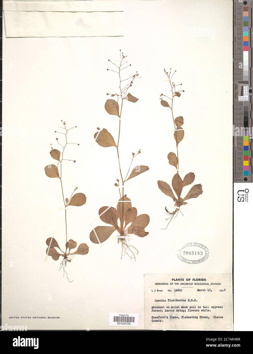 Samolus parviflorus Raf Samolus parviflorus Raf Stock Photo - Alamy