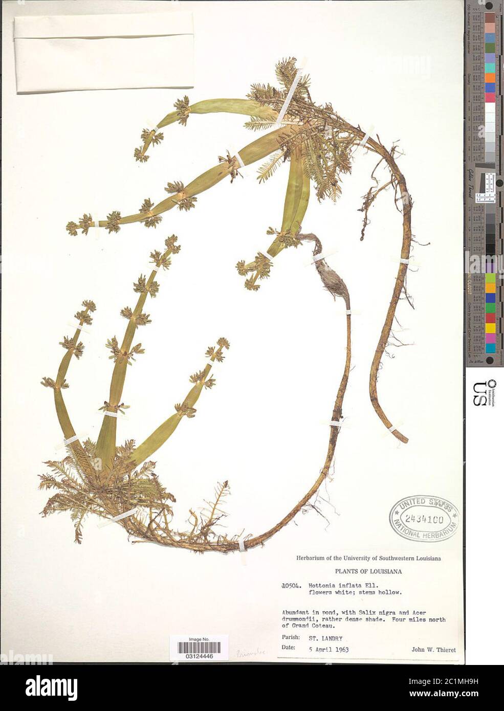 Hottonia inflata Elliott Hottonia inflata Elliott Stock Photo - Alamy