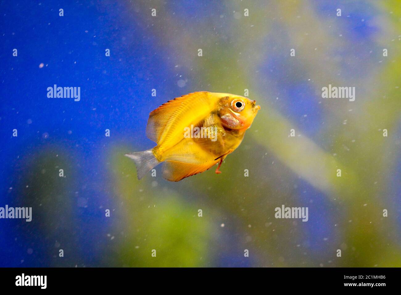 this is a portrait of a discus fish baby Stock Photo - Alamy