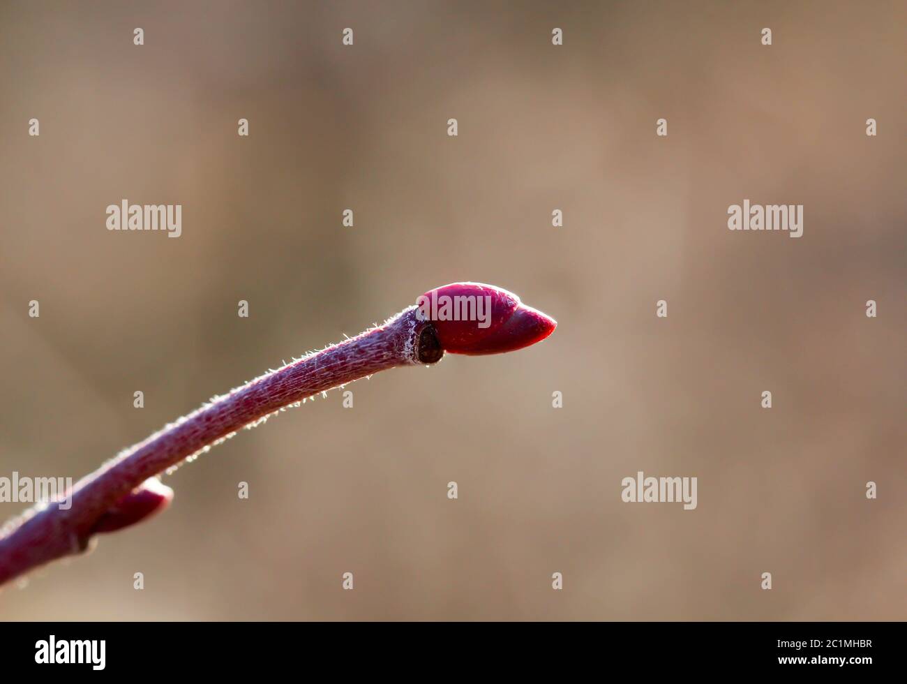 Sausage tree branches hi-res stock photography and images - Alamy
