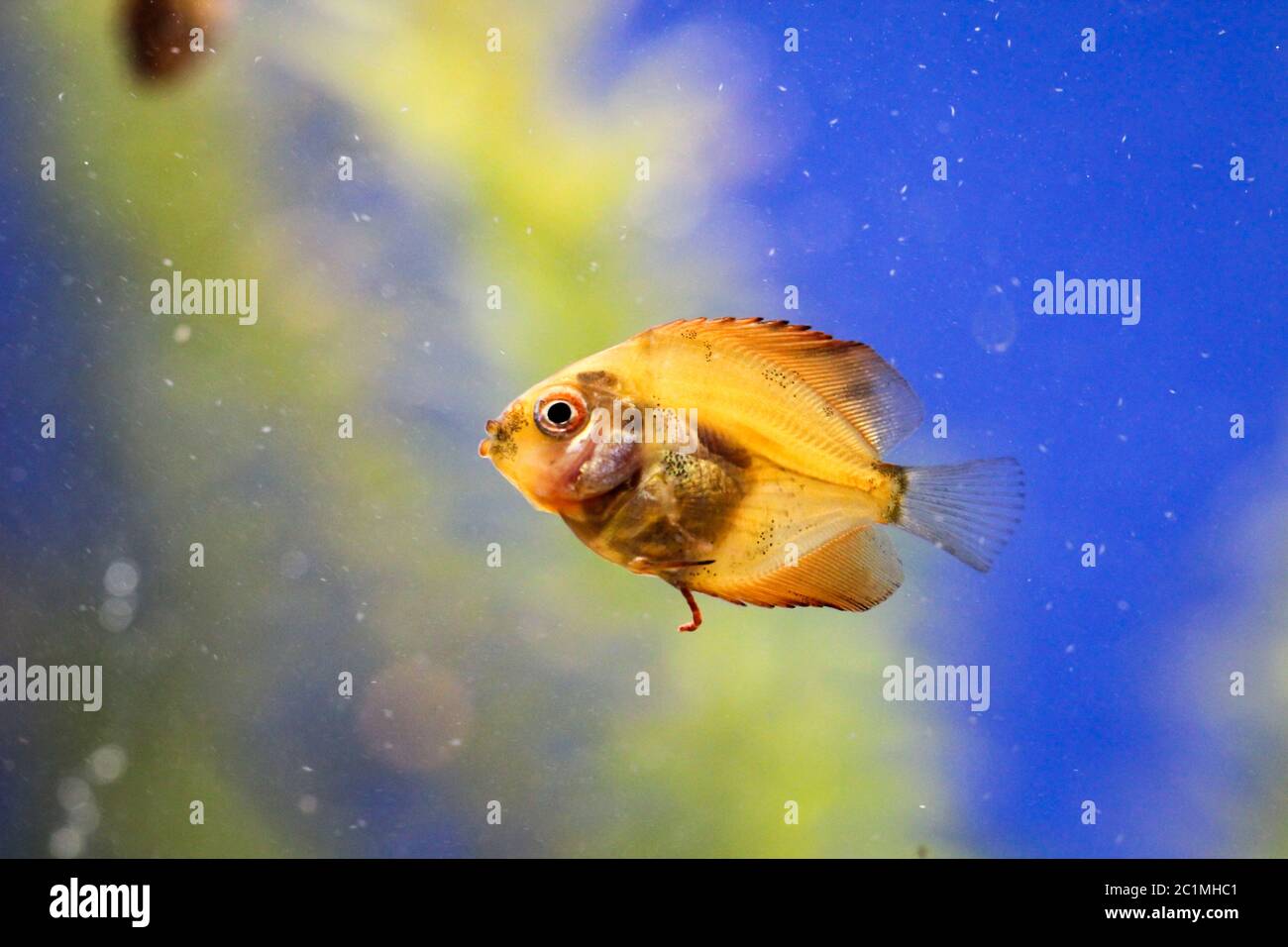 this is a portrait of a discus fish baby Stock Photo - Alamy