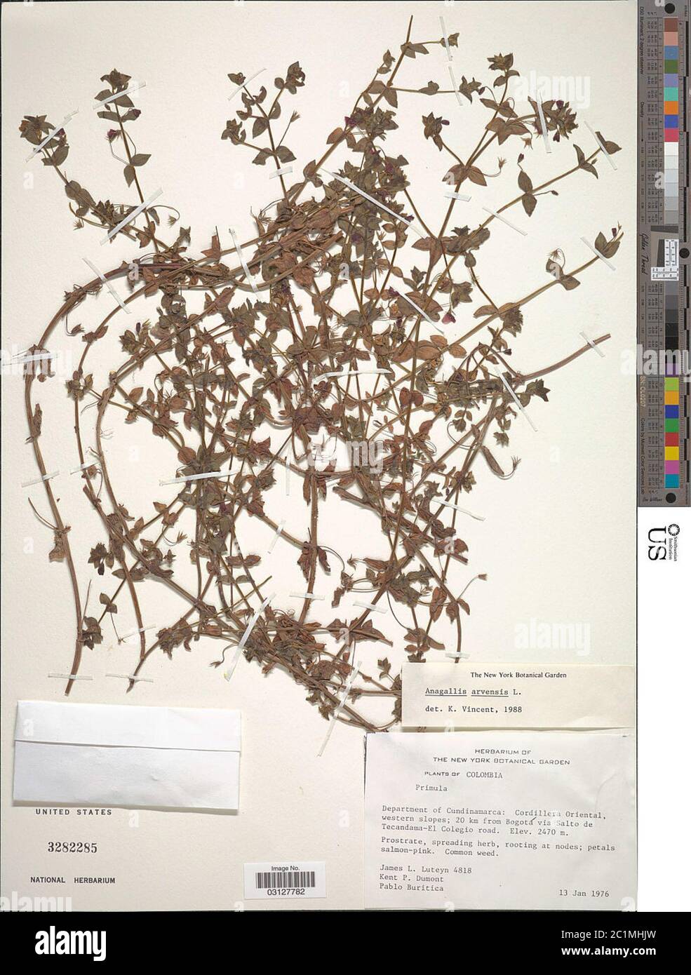 Field pimpernel anagallis arvensis hi-res stock photography and images ...