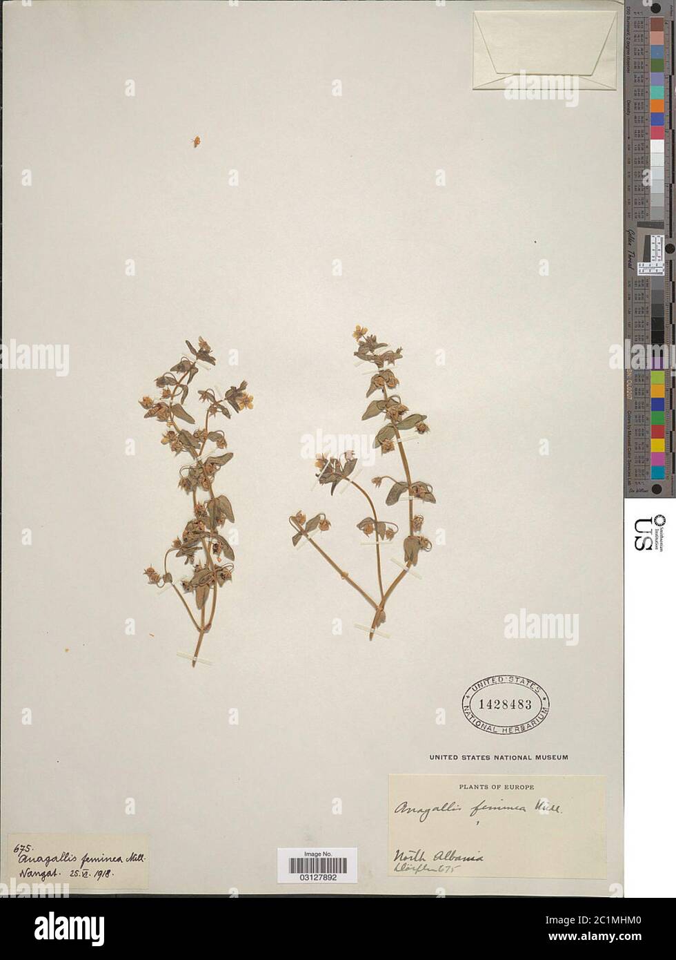 Anagallis feminea Anagallis feminea Stock Photo - Alamy