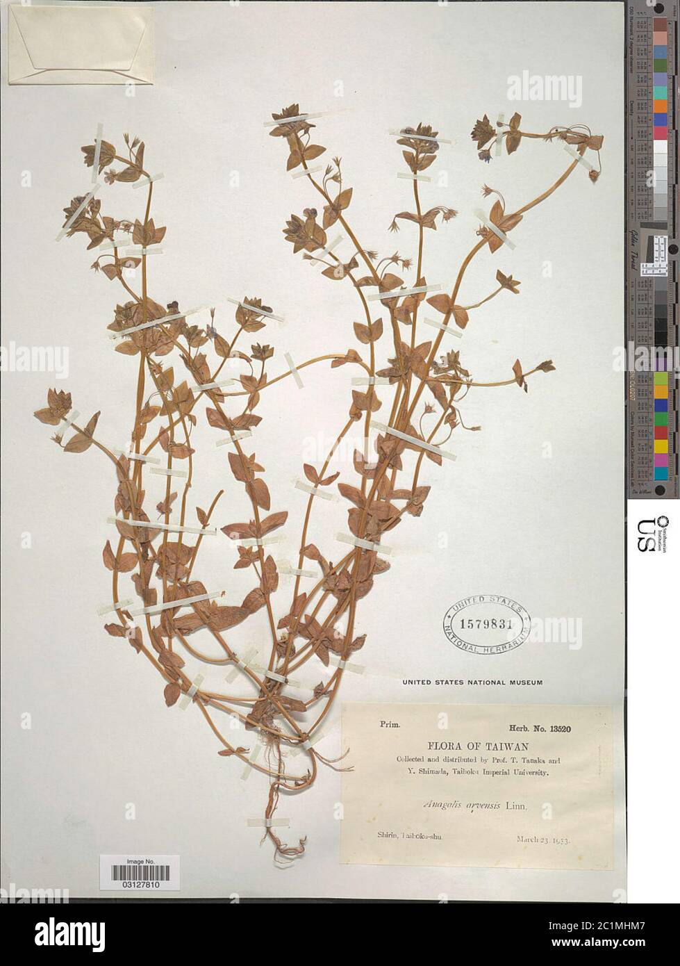 Anagallis arvensis L Anagallis arvensis L Stock Photo - Alamy