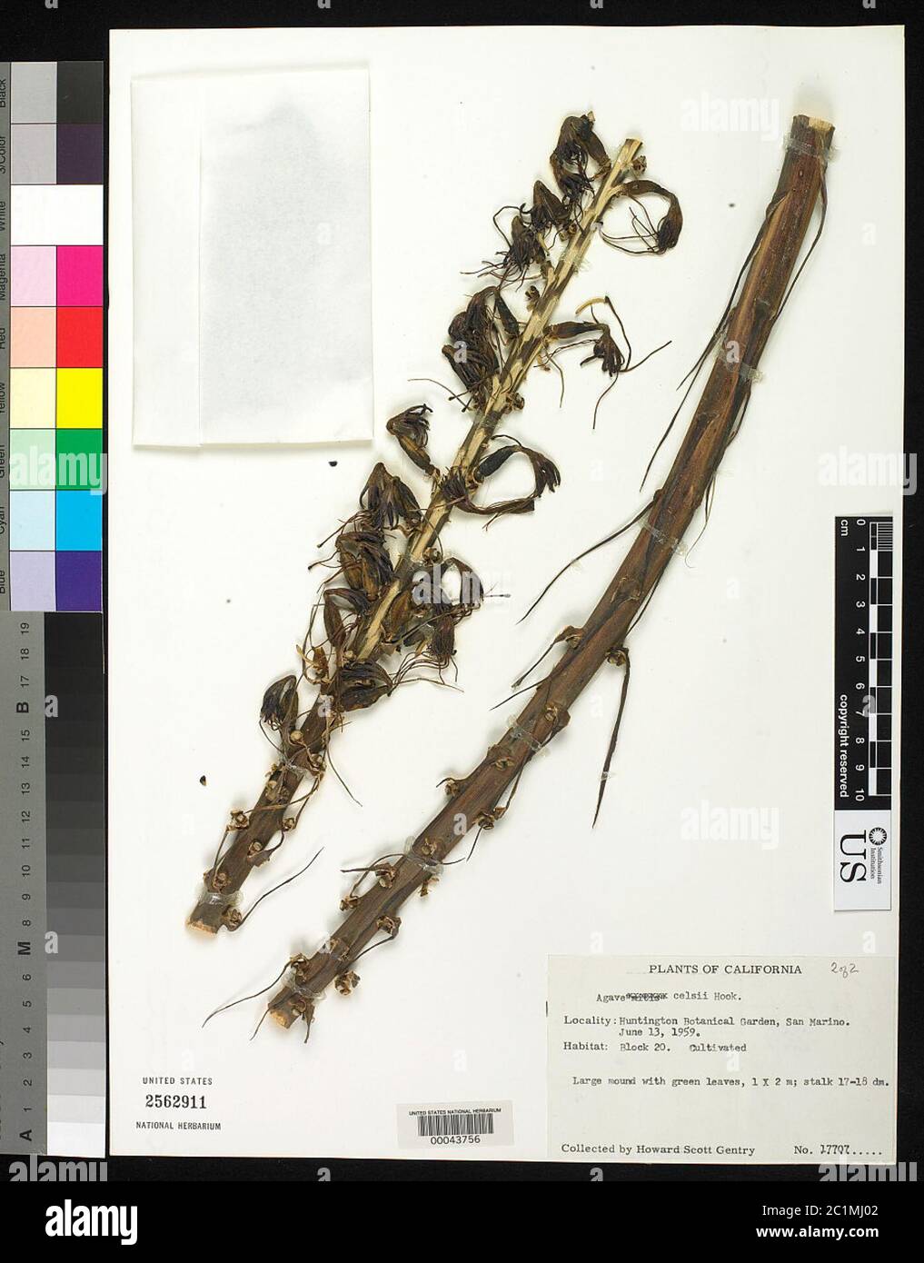 Agave celsii Hook Agave celsii Hook Stock Photo - Alamy