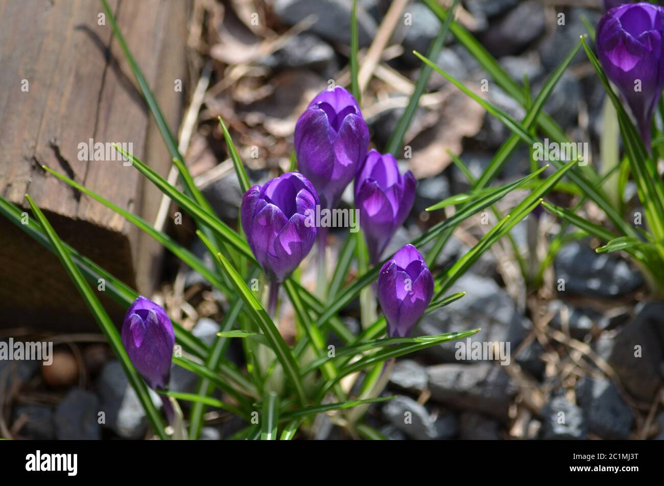 Warm sunshine spring hi-res stock photography and images - Alamy