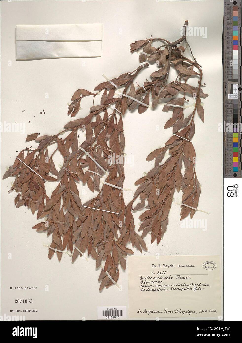 Euclea undulata Euclea undulata Stock Photo - Alamy