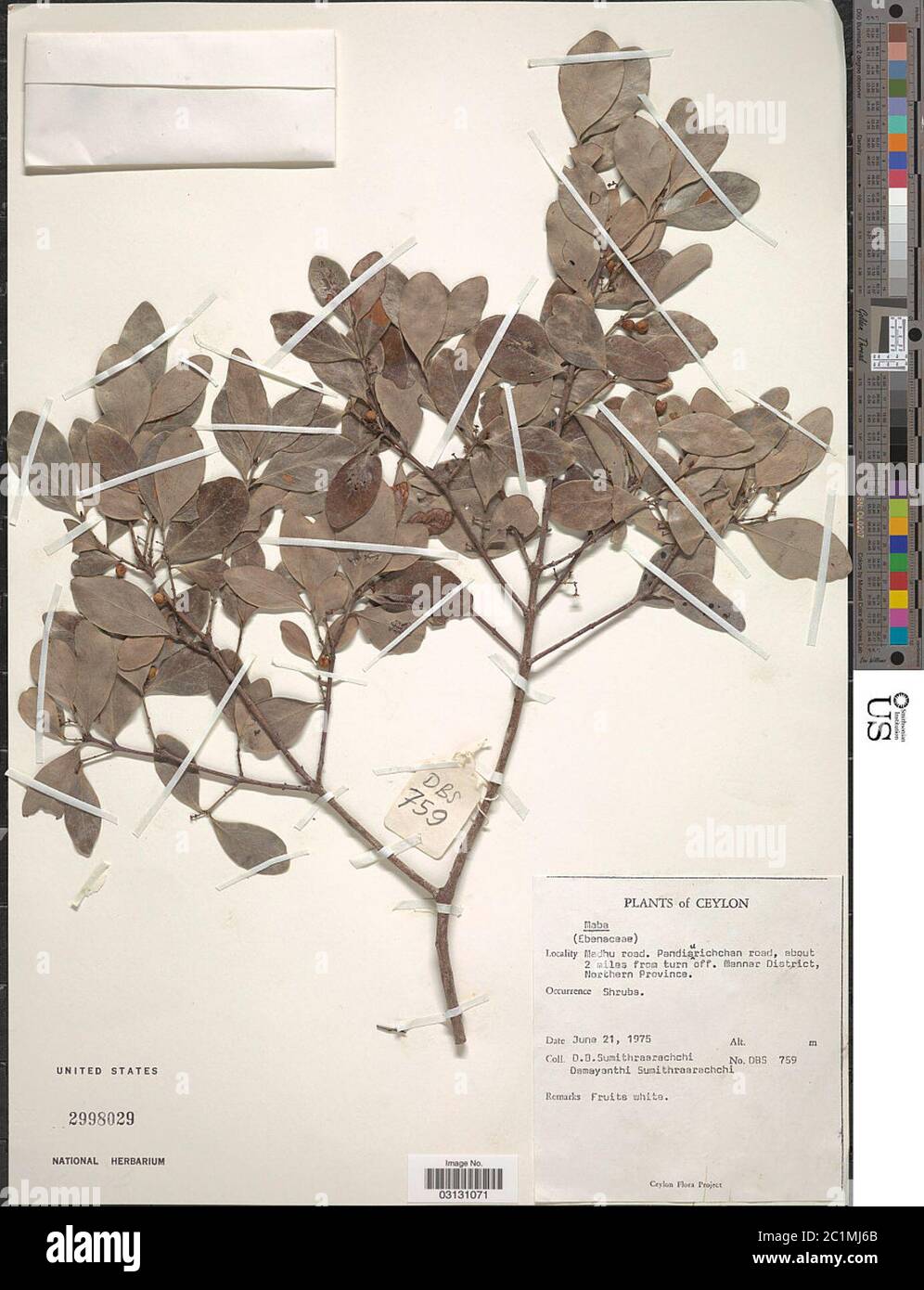 Maba hi-res stock photography and images - Alamy