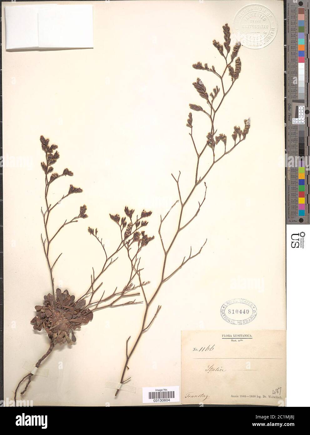 Limonium sp Limonium sp Stock Photo - Alamy