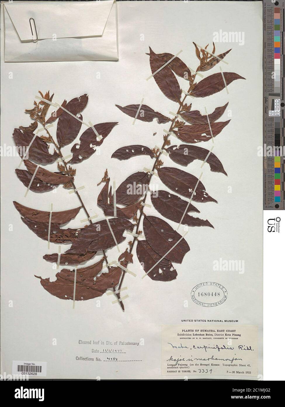 Diospyros carpinifolia Bakh Bakh Diospyros carpinifolia Bakh Bakh Stock ...