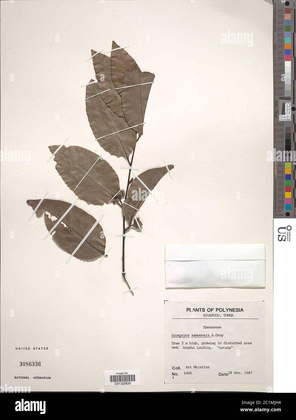 Diospyros samoensis A Gray Diospyros samoensis A Gray Stock Photo - Alamy