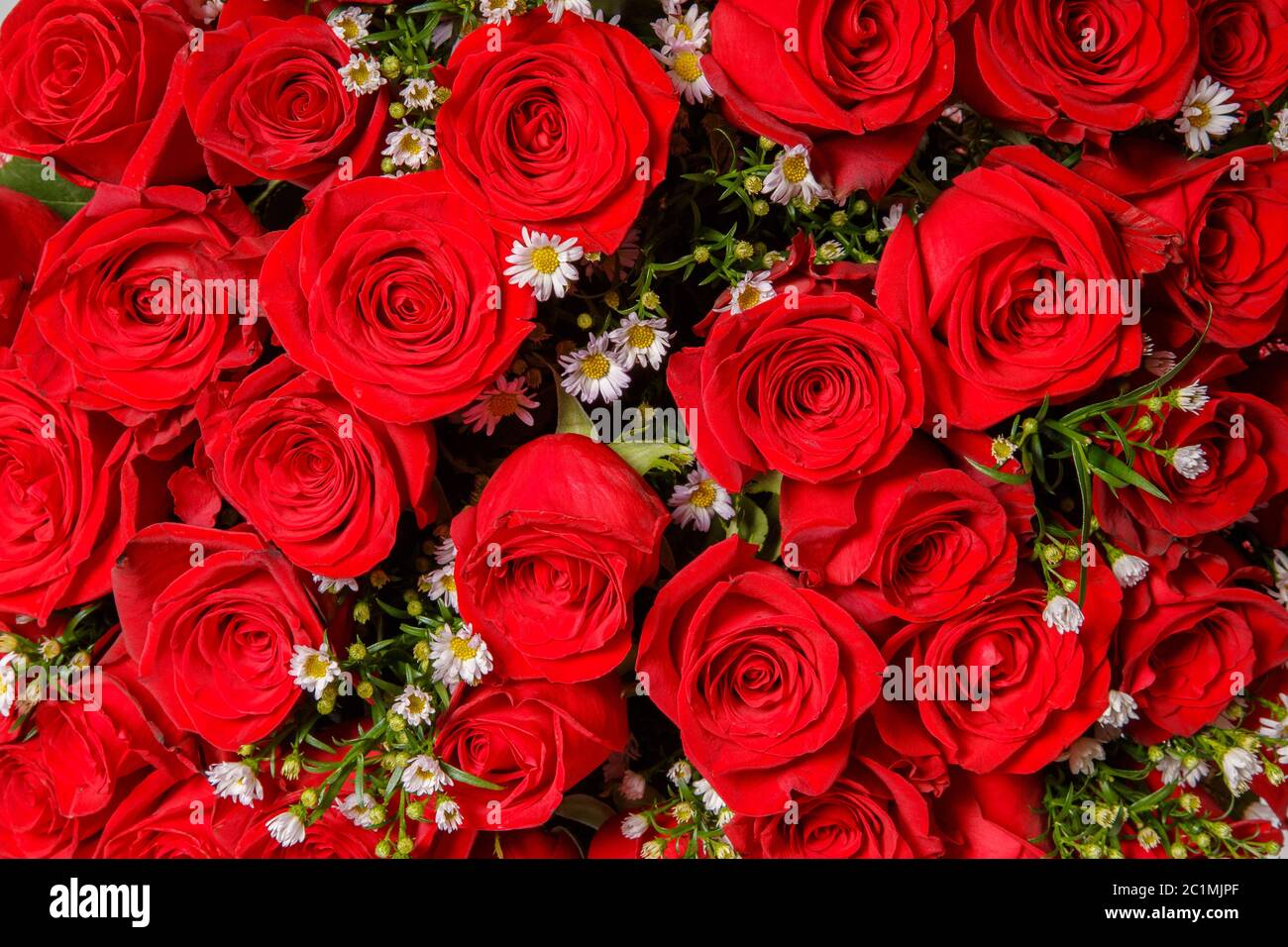 Natural red roses background Stock Photo - Alamy