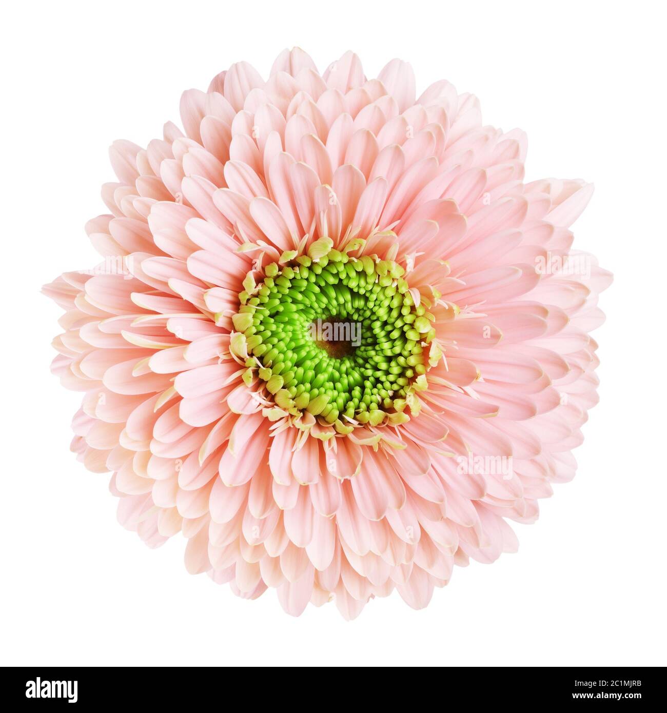 Close up pink gerbera Cut Out Stock Images & Pictures - Alamy