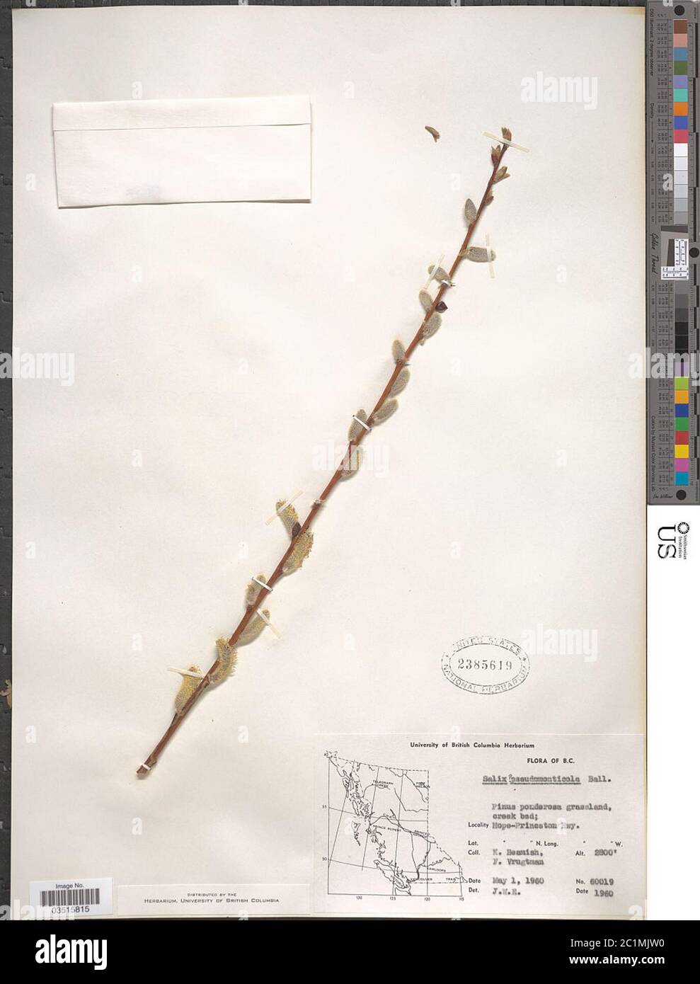 Salix monticola Bebb Salix monticola Bebb Stock Photo - Alamy